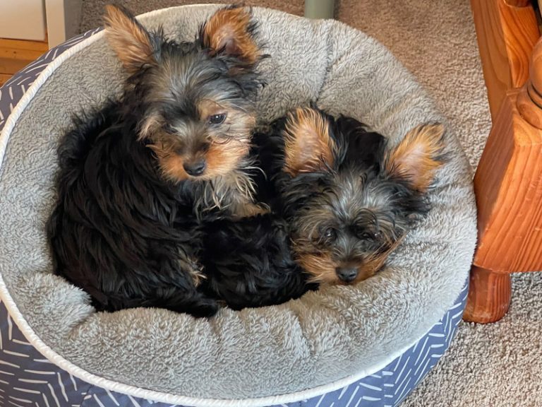 History of the Yorkshire Terrier: From Royal Companions to Beloved ...