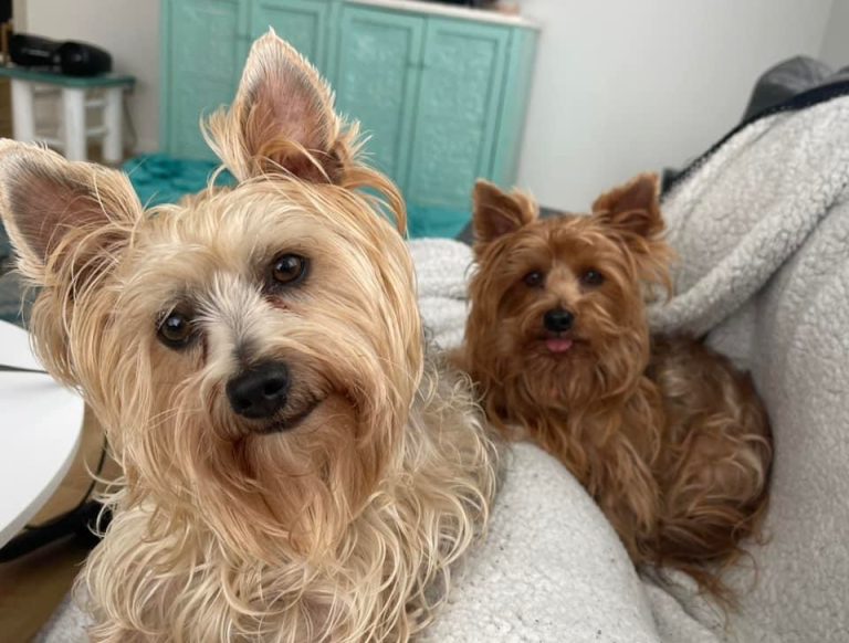 NZ Yorkies - Adorable Moments and Stunning Images