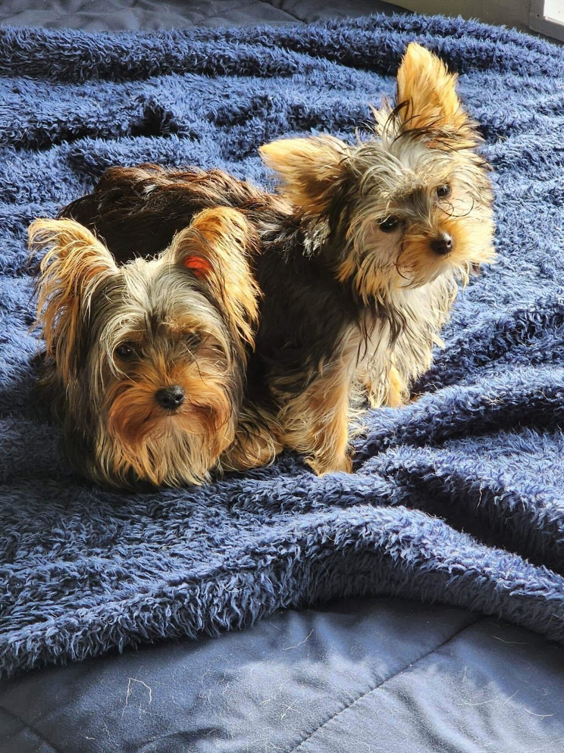 NZ Yorkies - Adorable Moments and Stunning Images