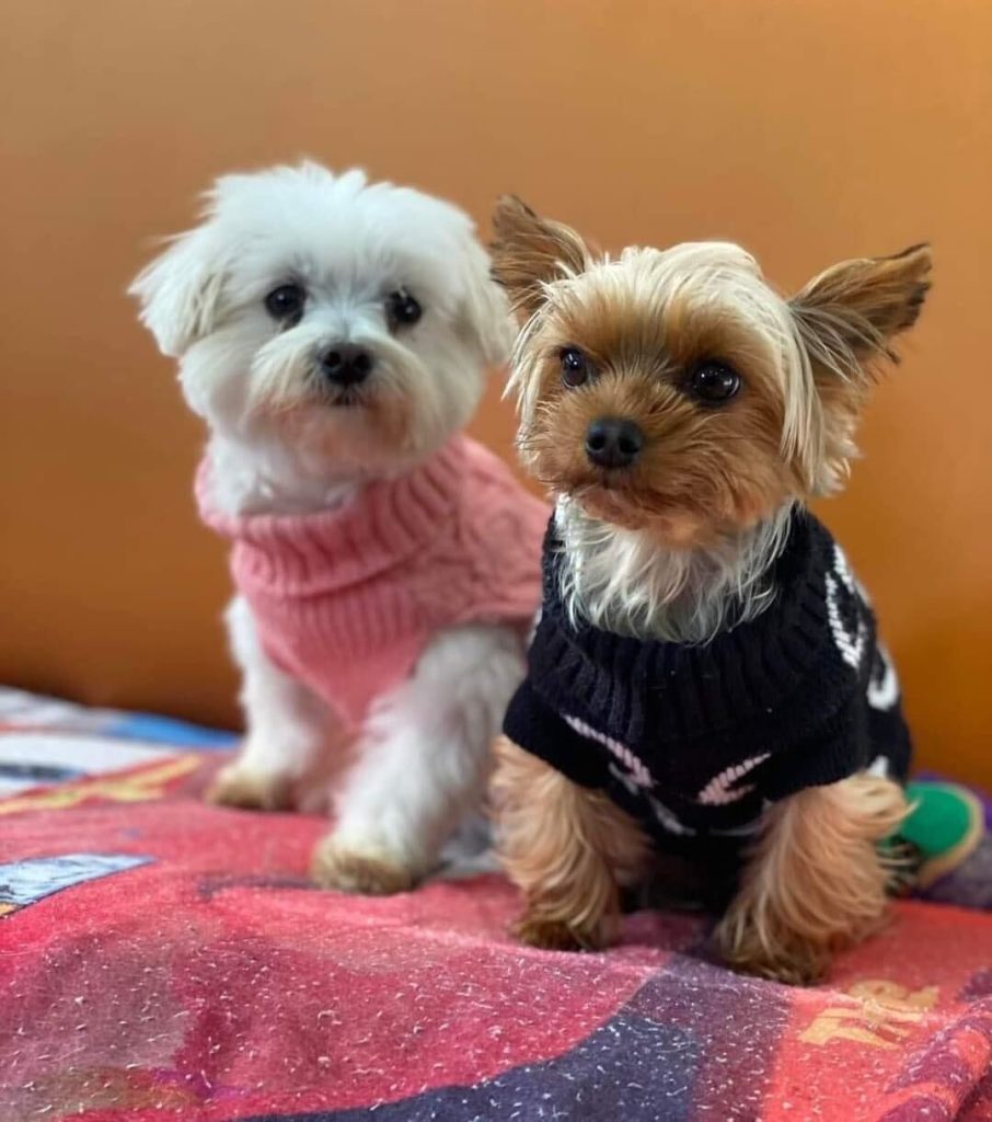 NZ Yorkies - Adorable Moments and Stunning Images