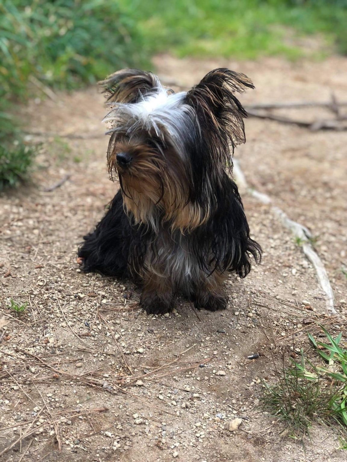NZ Yorkies - Adorable Moments and Stunning Images
