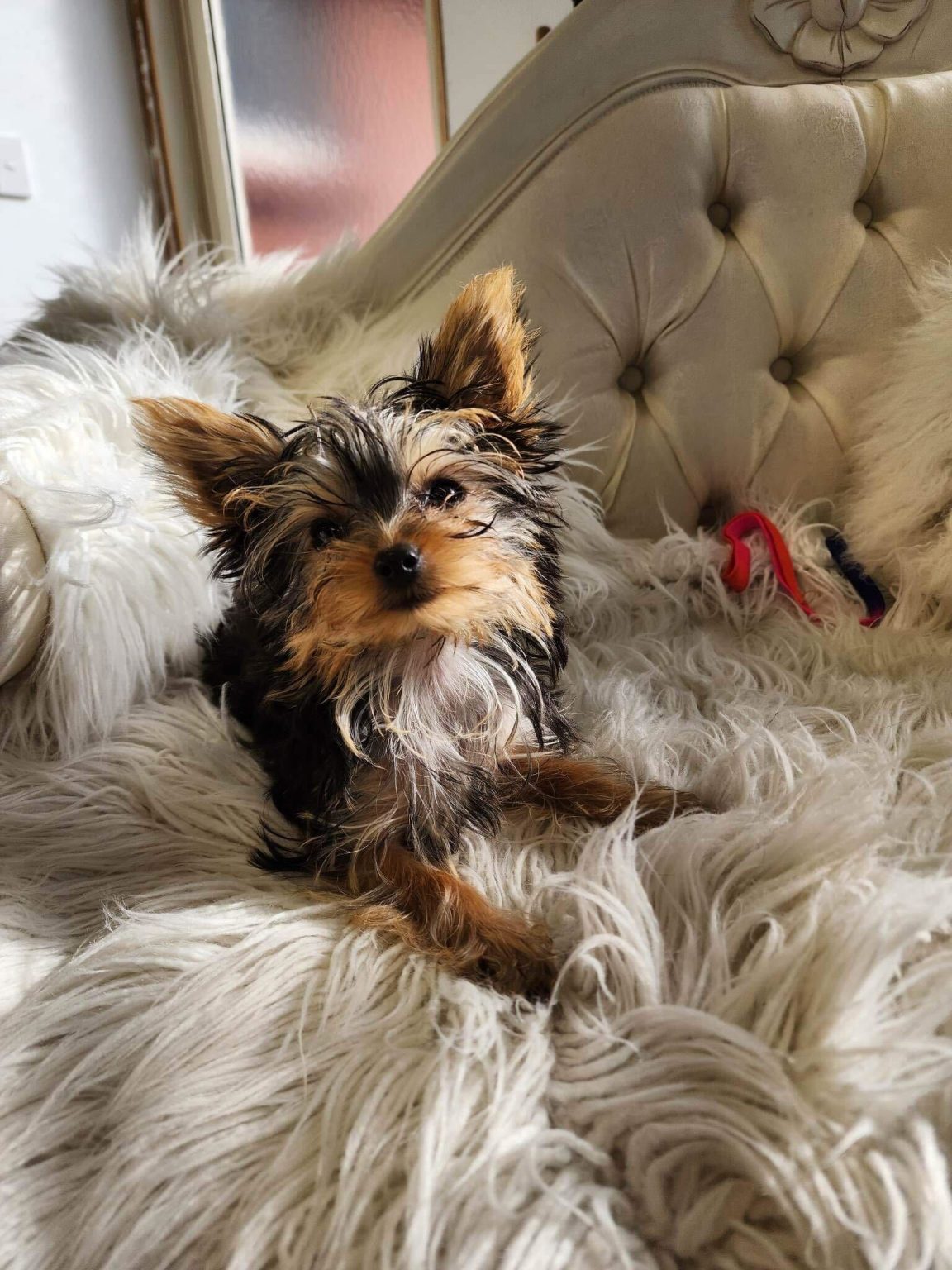 NZ Yorkies - Adorable Moments and Stunning Images