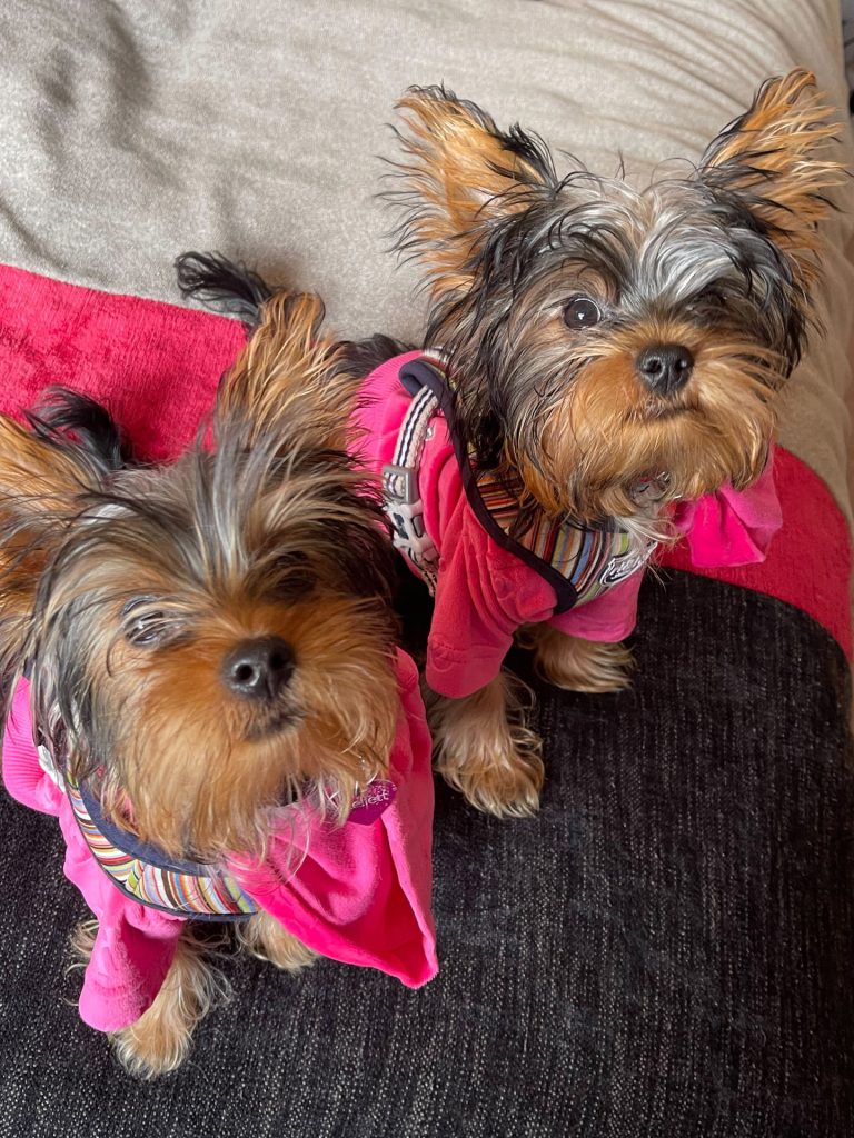 NZ Yorkies - Adorable Moments and Stunning Images