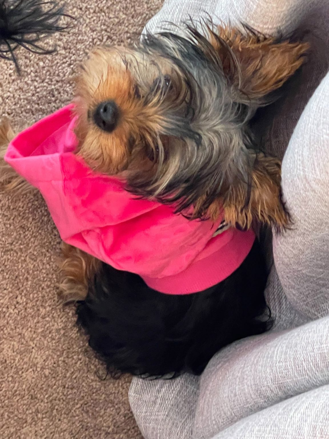 NZ Yorkies - Adorable Moments and Stunning Images