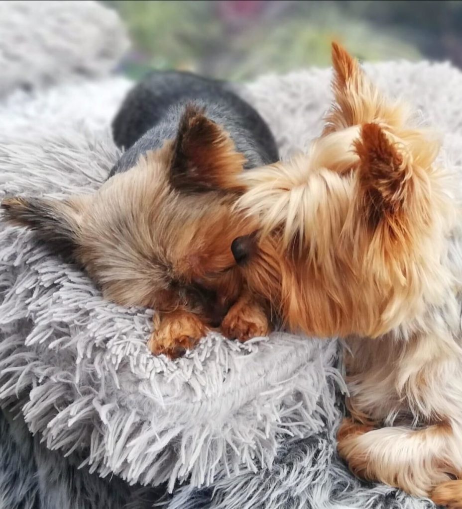 NZ Yorkies - Adorable Moments and Stunning Images