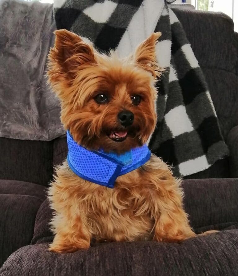 Yorkshire Terrier NZ: Discover the Perfect Yorkies Companion