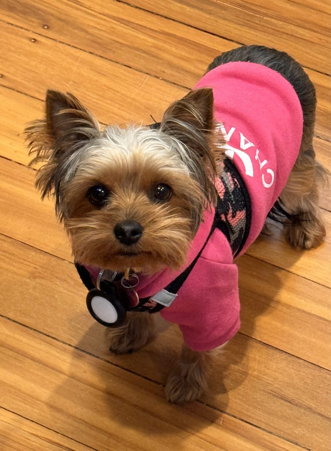 Yorkshire Terrier NZ: Discover the Perfect Yorkies Companion